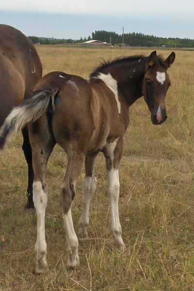 Draft Warmblood TB Cross Sport Horses For Sale by Twin Valley Ranch - Warmblood, Paint ...