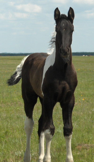 Draft Warmblood TB Cross Sport Horses For Sale by Twin Valley Ranch - Warmblood, Paint ...