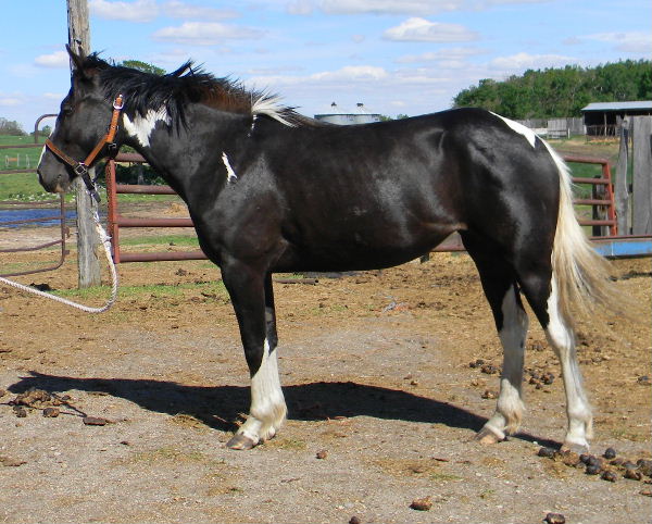 Twin Valley Ranch Sport Horses for Sale