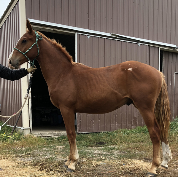 Twin Valley Ranch Sport Horses for Sale